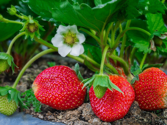 FRUIT SEEDS – Gardenizi