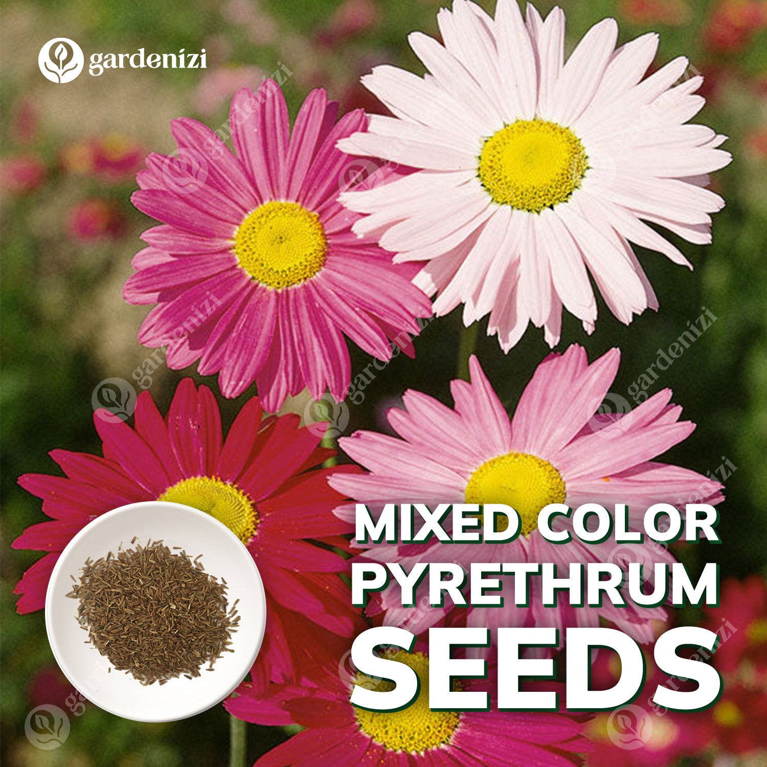 Insect Killer: Mixed Color Pyrethrum Seeds – Gardenizi